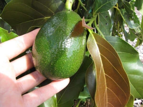 7 Best Types of Avocado Trees to Grow in Florida