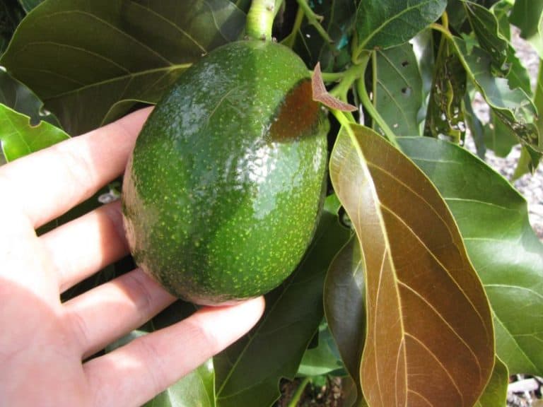 7 Best Types of Avocado Trees to Grow in Florida