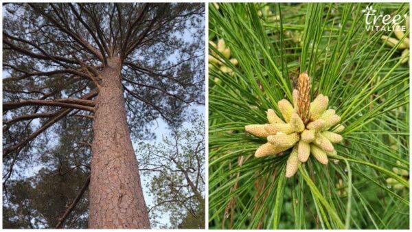 6 USDA Zone 9 Pine Trees That Thrive in Hot Weather