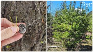 5 Types of Pine Trees You Will Find in Washington State