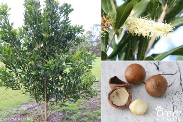 8 Edible Nut Trees You Can Grow in Florida