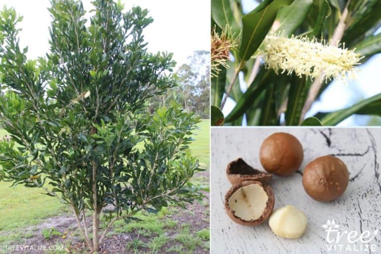 8 Edible Nut Trees You Can Grow in Florida