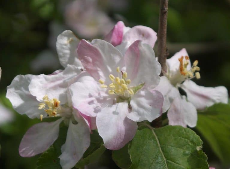 USDA Zone 4: Where is it? What to Plant? Tips to Success