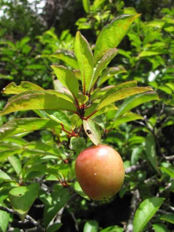 8 Best Plum Tree Varieties to Plant in Your Texas Yard