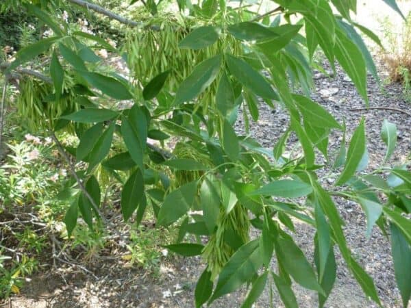 8 Fast Growing Trees to Plant in Texas Yards (Includes Shade)