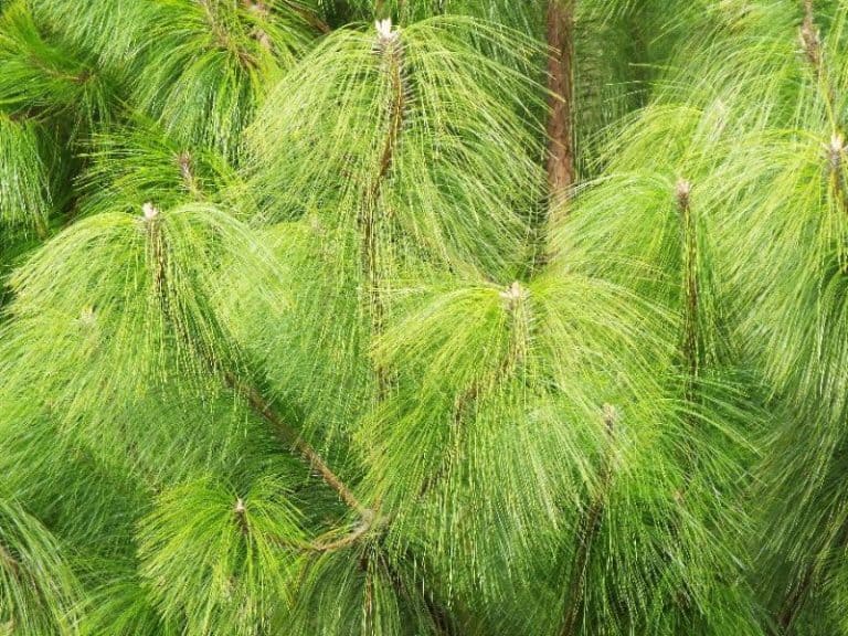 38 Different Types of Pine Trees & Their Identifying Features