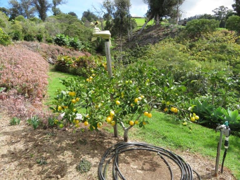 Lemon Trees in Texas - Can You Grow Them & Which Varieties?