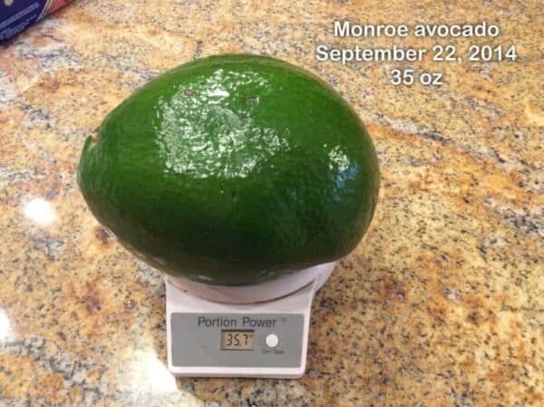 7 Best Types of Avocado Trees to Grow in Florida