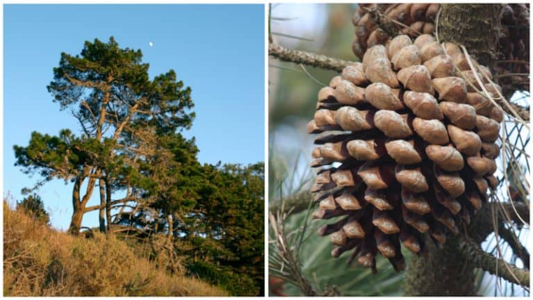 38 Different Types of Pine Trees & Their Identifying Features