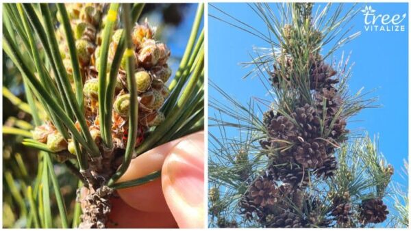 38 Different Types of Pine Trees & Their Identifying Features