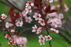 8 Best Plum Tree Varieties to Plant in Your Texas Yard