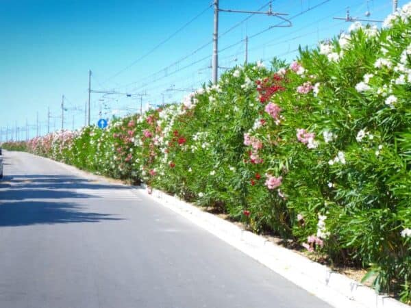 10 Privacy Trees to Grow in Florida (to Block Prying Eyes!)