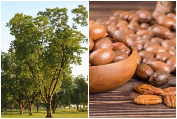 8 Edible Nut Trees You Can Grow in Florida