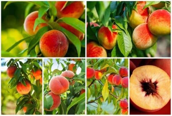 6 Best Varieties of Peach Trees to Grow in Texas