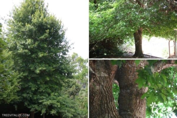 9 Fast-Growing Trees for Maryland (Including Shade Trees)