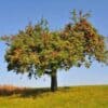 8 Apple Tree Varieties Best Suited to the Texas Climate
