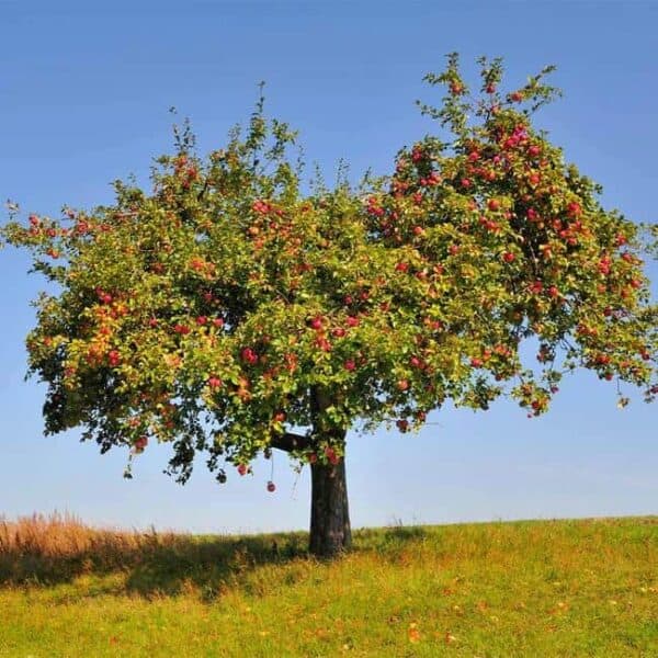 8 Apple Tree Varieties Best Suited to the Texas Climate