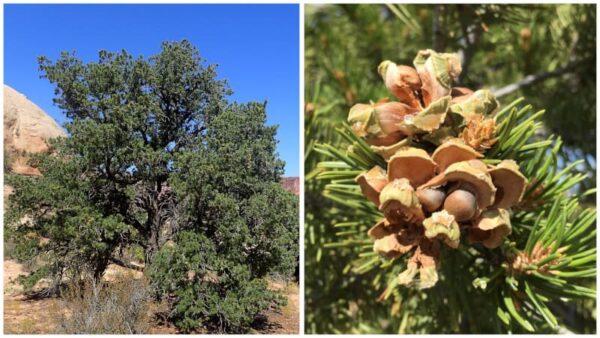 38 Different Types of Pine Trees & Their Identifying Features