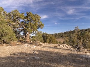 5 Pine Trees That Thrive in Idaho (Including Native Pines)