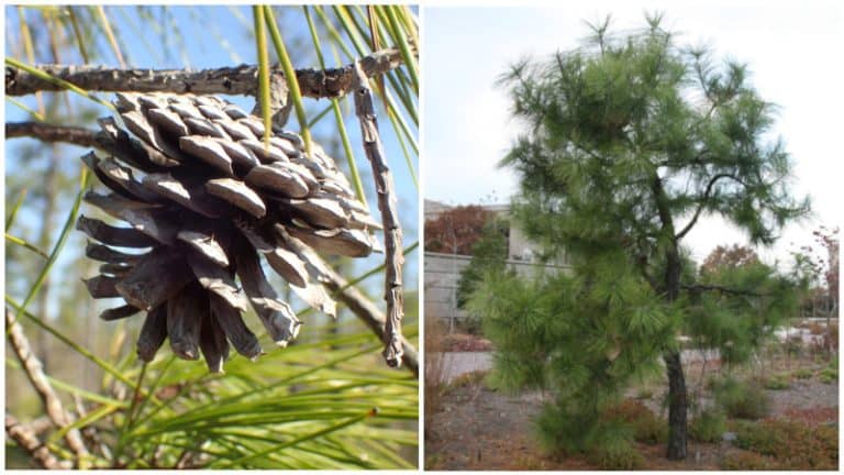 38 Different Types of Pine Trees & Their Identifying Features