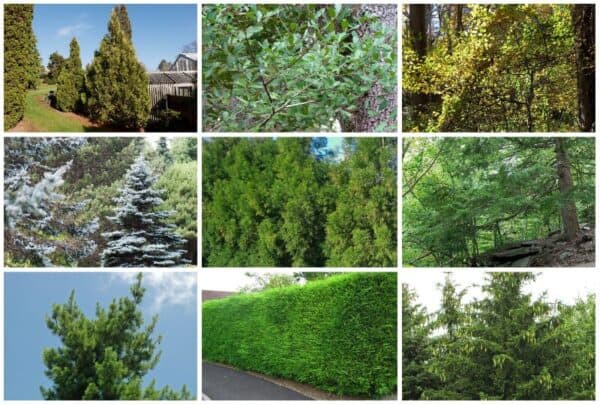 25 Common Types of Trees Native to Maryland (Grow or Admire)