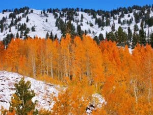 18 USDA Zone 1 Trees (Incl. Fruit, Drought Tolerant & Dwarf)