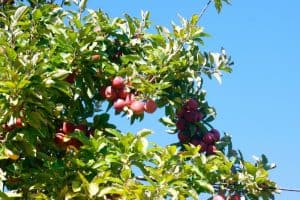 8 Apple Tree Varieties Best Suited to the Texas Climate