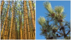 38 Different Types of Pine Trees & Their Identifying Features