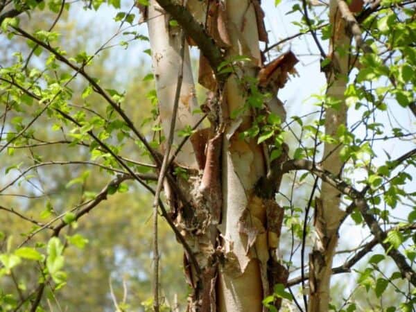 11 Trees of North Florida to Grow or Admire in the Wild