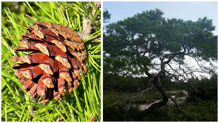 38 Different Types of Pine Trees & Their Identifying Features