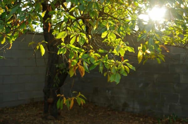 8 Fast Growing Trees to Plant in Texas Yards (Includes Shade)