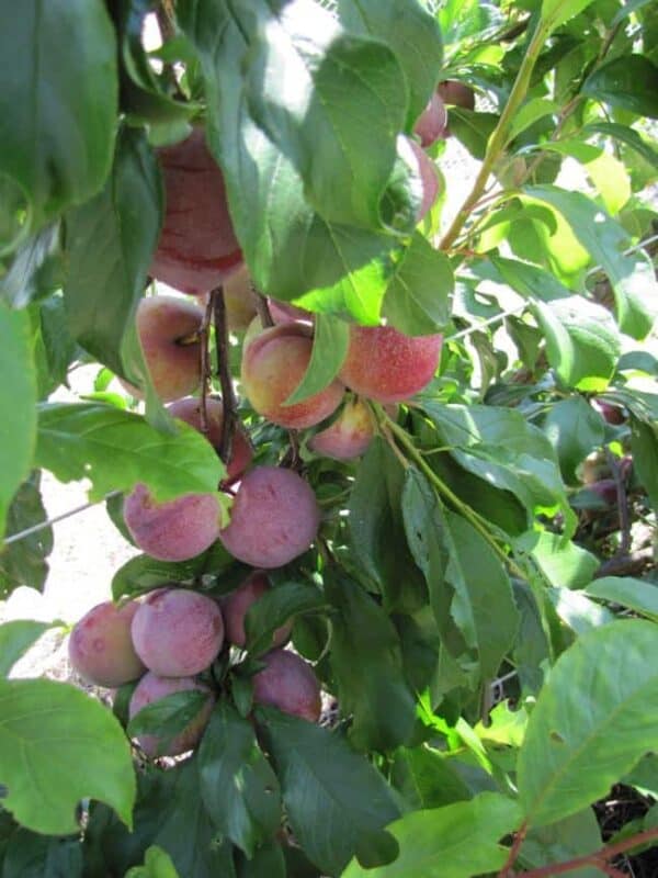 8 Best Plum Tree Varieties to Plant in Your Texas Yard