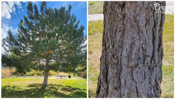 38 Different Types of Pine Trees & Their Identifying Features