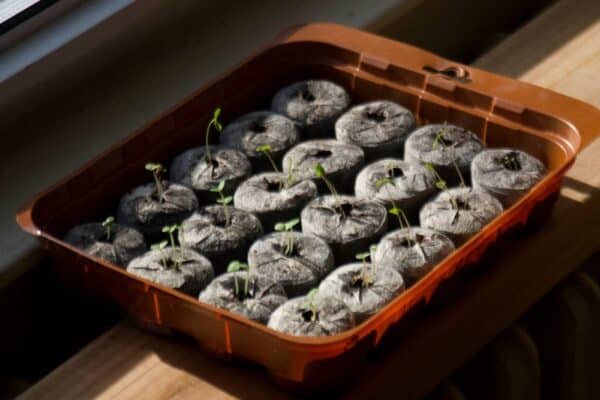 USDA Zone 4: Where is it? What to Plant? Tips to Success