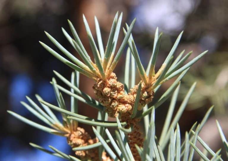38 Different Types of Pine Trees & Their Identifying Features