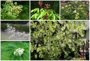 22 Common Native Illinois Tree Types to Admire or Plant