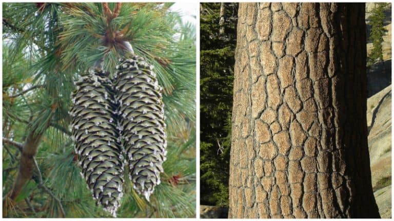 38 Different Types of Pine Trees & Their Identifying Features