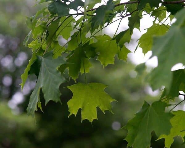 6 Types of Maple Trees Illinois (Including Natives)