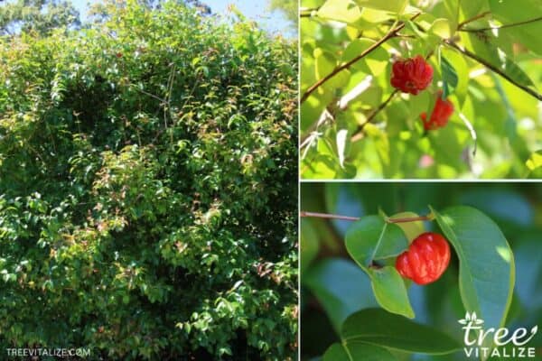 8 Invasive Trees in Florida to Identify (with Pictures)