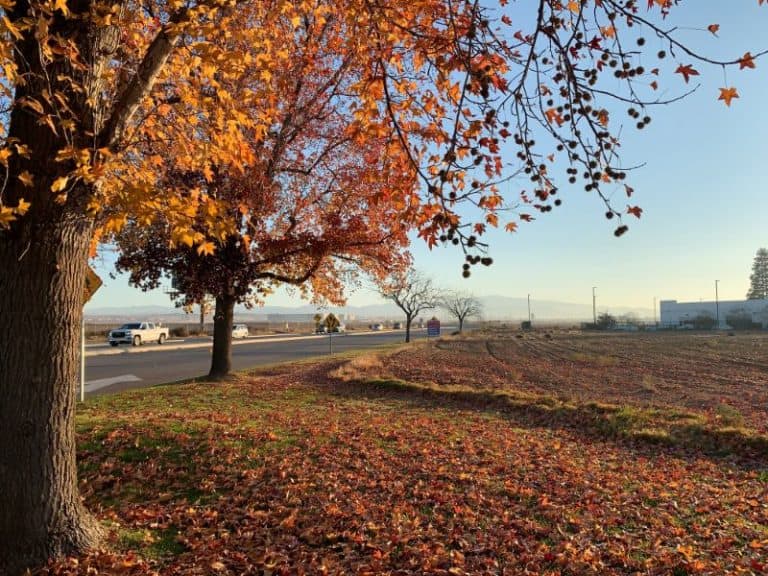 8 Florida Deciduous Trees to Discover or Grow Today