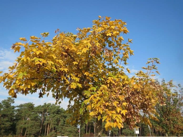 6 Types of Maple Trees Illinois (Including Natives)