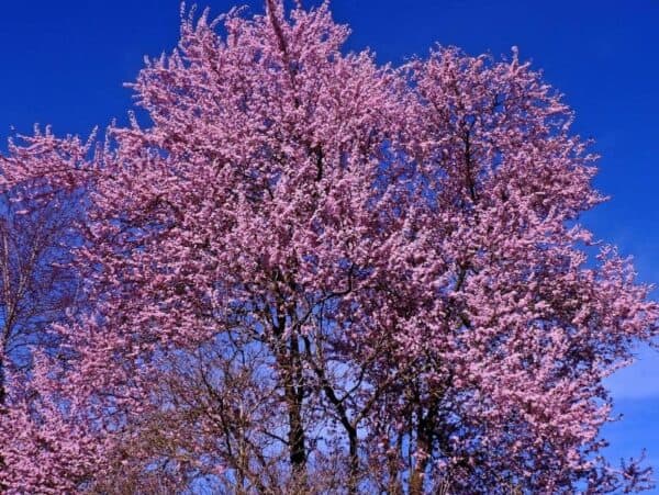 8 Best Plum Tree Varieties to Plant in Your Texas Yard