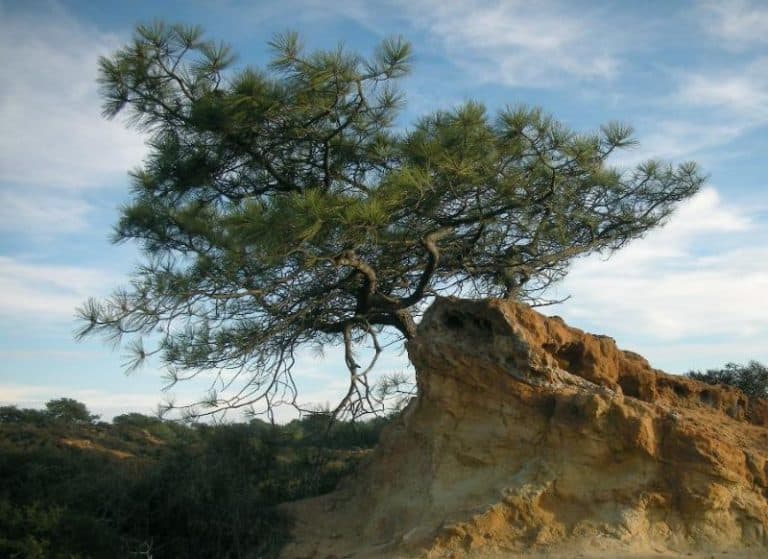 38 Different Types of Pine Trees & Their Identifying Features