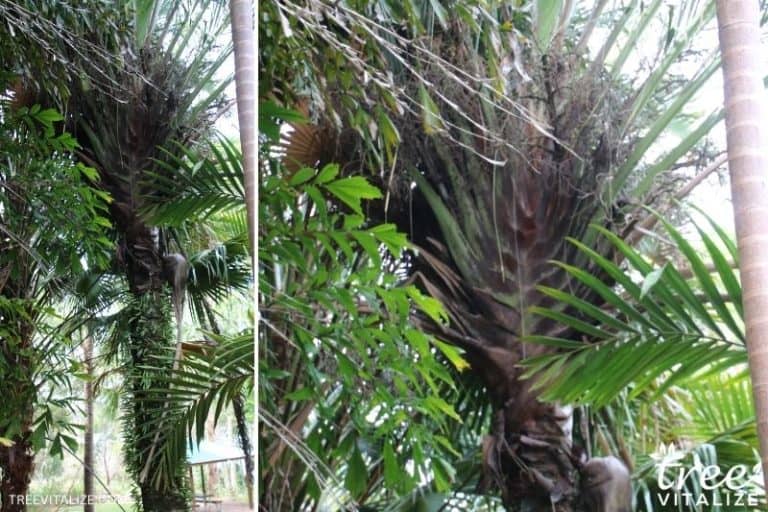 30 Different Types of Palm Trees & Their Identifying Features