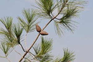 38 Different Types of Pine Trees & Their Identifying Features