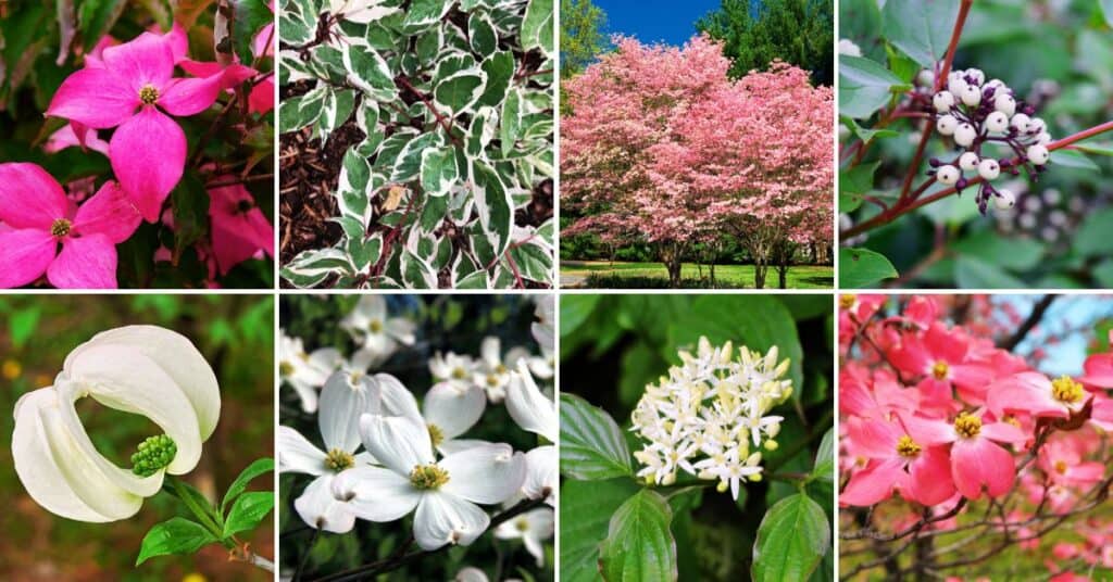 18 Different Types of Maple Trees & Identifying Features