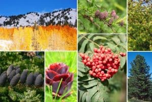 USDA Zone 1: Where is it? What to Plant? Tips to Success