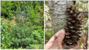 38 Different Types of Pine Trees & Their Identifying Features