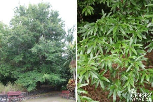 20 Types of Oak Trees in Georgia to Discover or Plant Today