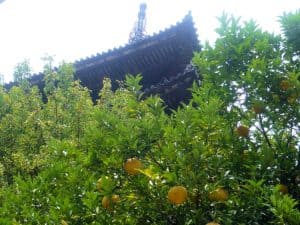 Lemon Trees in Texas - Can You Grow Them & Which Varieties?